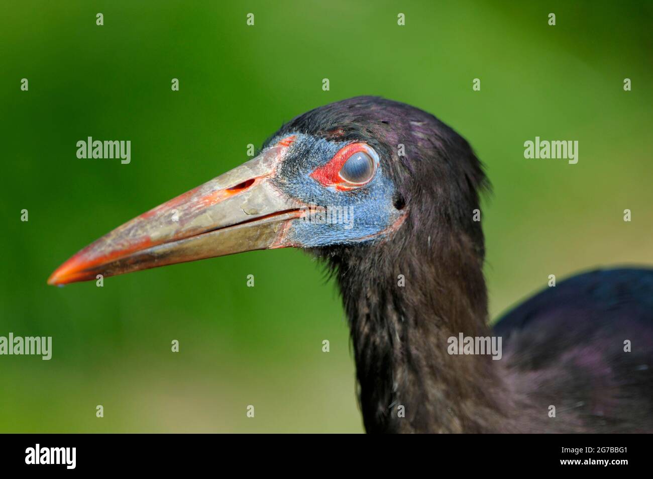 Abdim's stork's (Ciconia abdimii) stork Stock Photo - Alamy