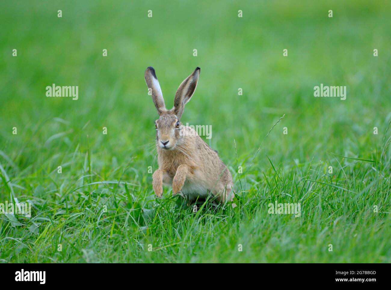 European brown hare, Dingdener Heide nature reserve, North Rhine ...