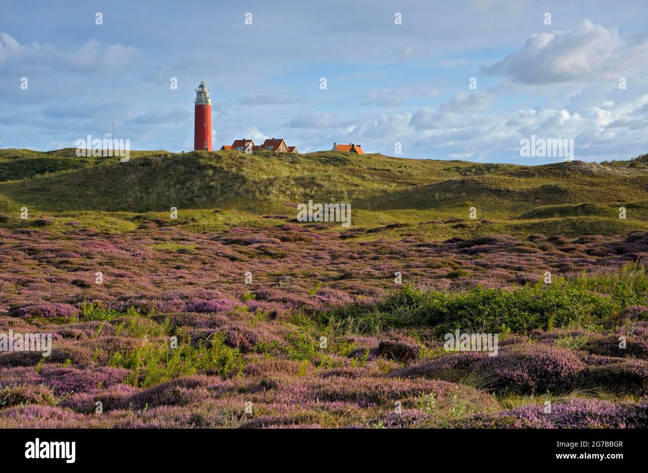 Texel lighthouse, Common heather, Island of Texel, North Holland ...