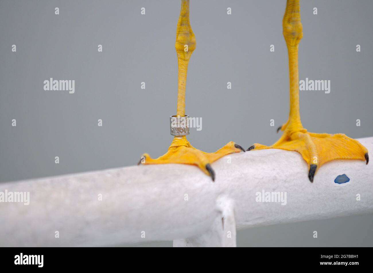 Herring Gull, feet with ring from Arnhem Bird Observatory, Texel Island ...