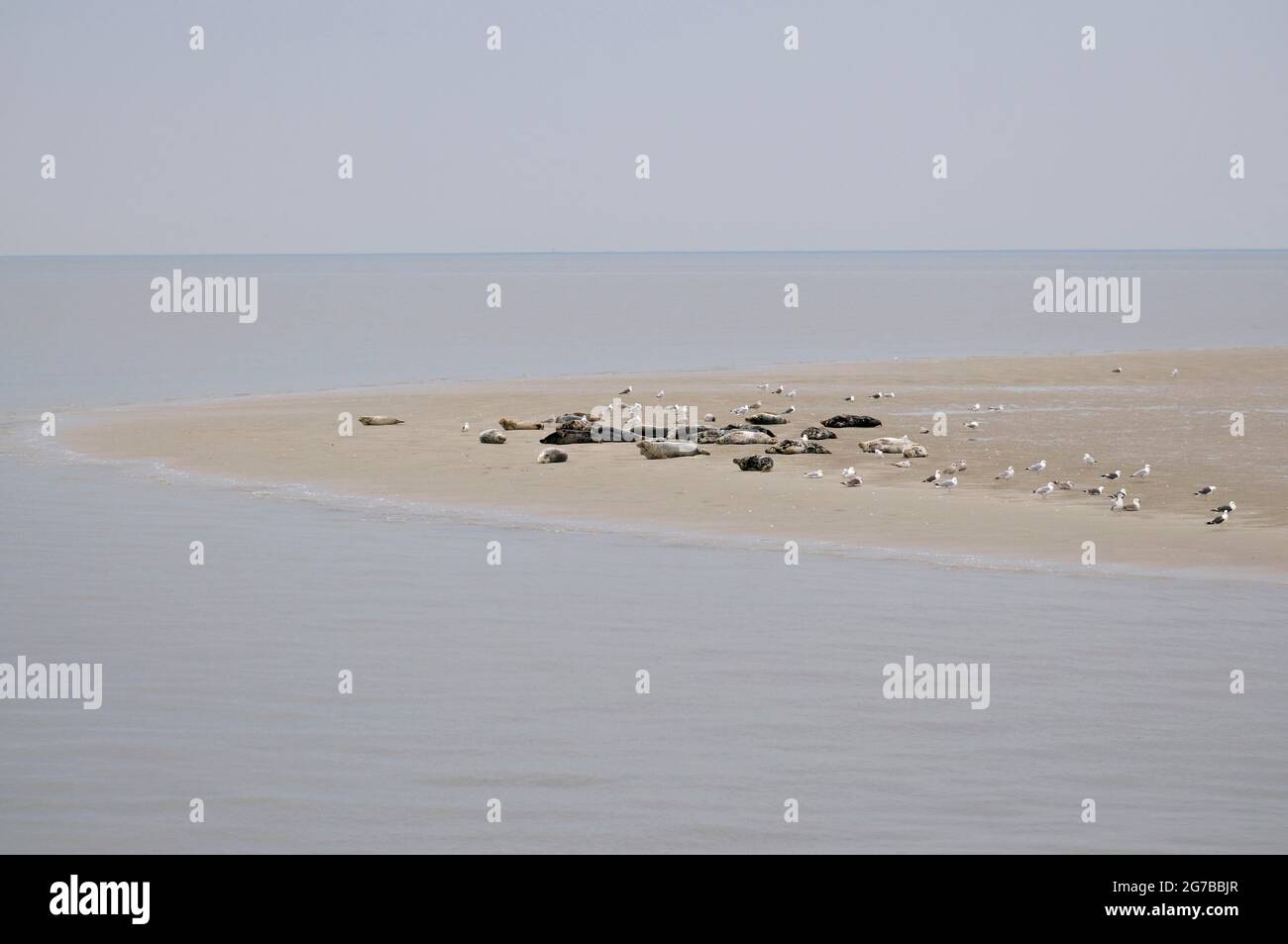 Texel island seals hi-res stock photography and images - Alamy