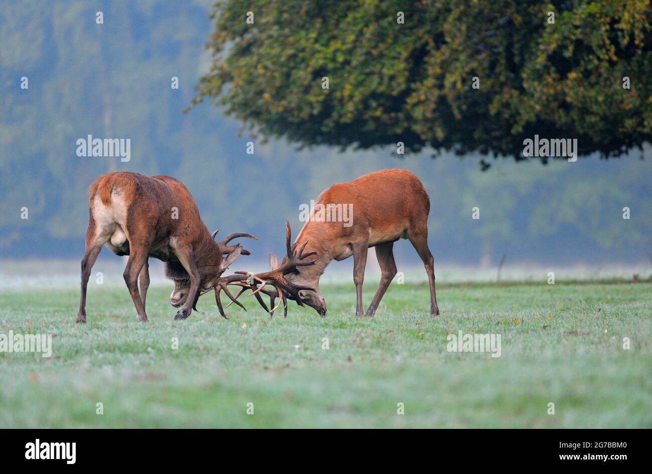 Red deer (Cervus elaphus), male, rutting season, game fight Stock Photo ...