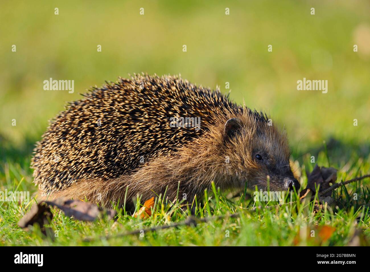 Brown breasted hedgehog hi-res stock photography and images - Alamy