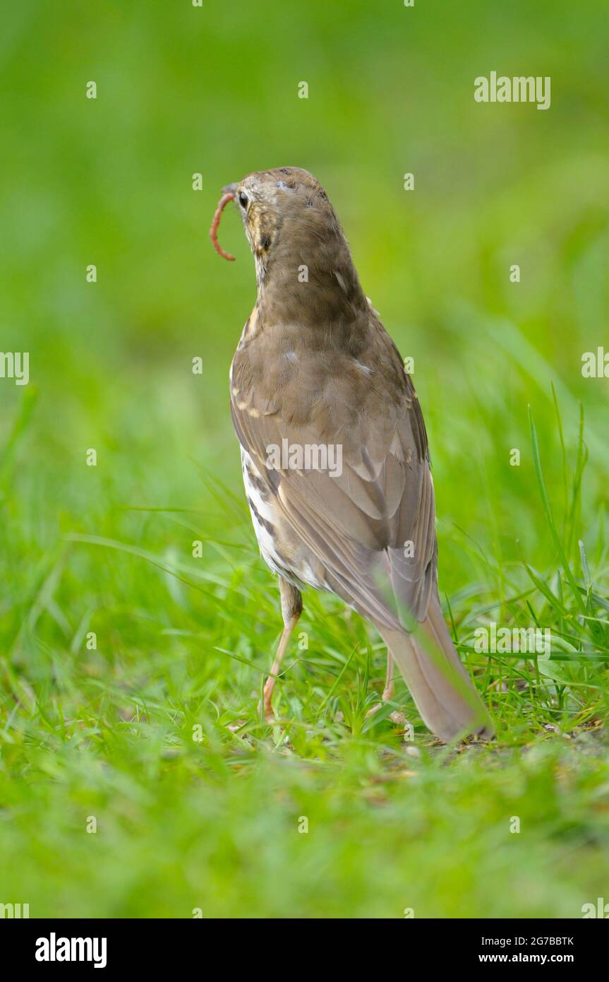 Song thrush rear view hi-res stock photography and images - Alamy