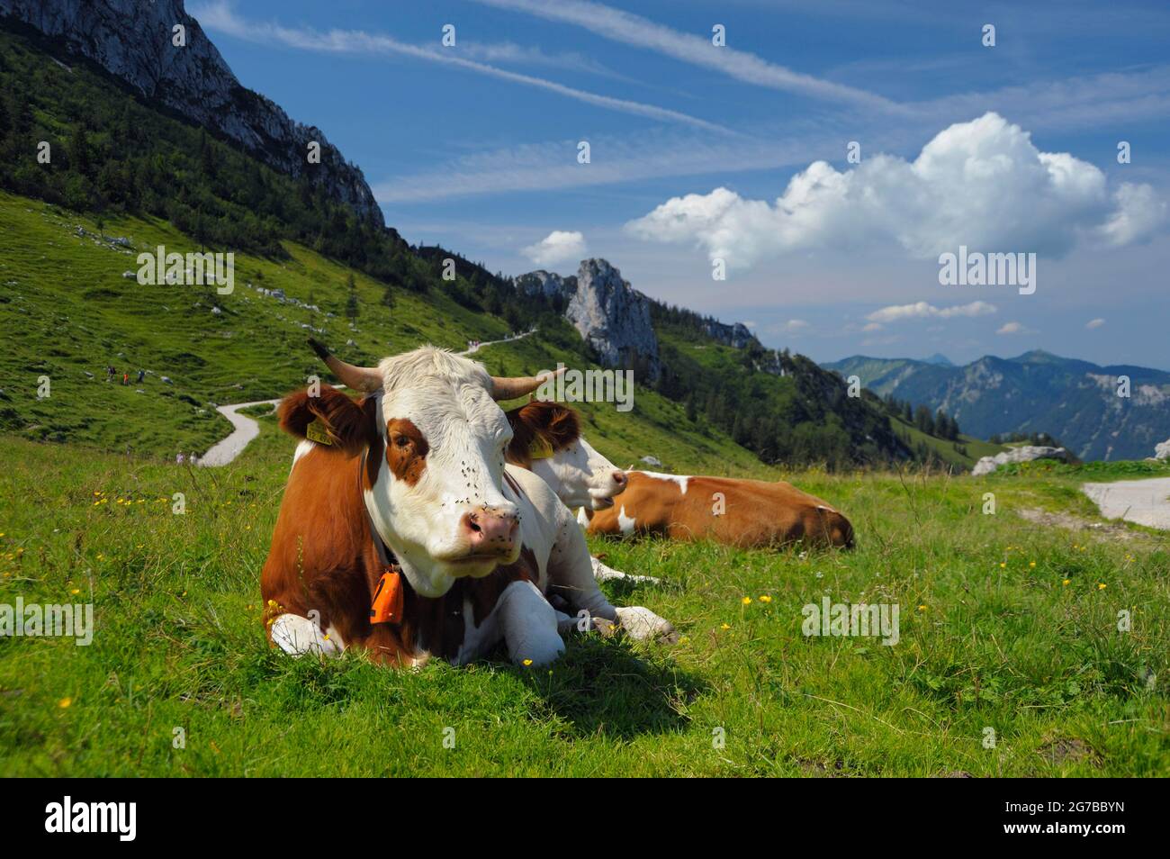 Domestic cattle, cows on Steinlingalm below the summit of Kampenwand ...