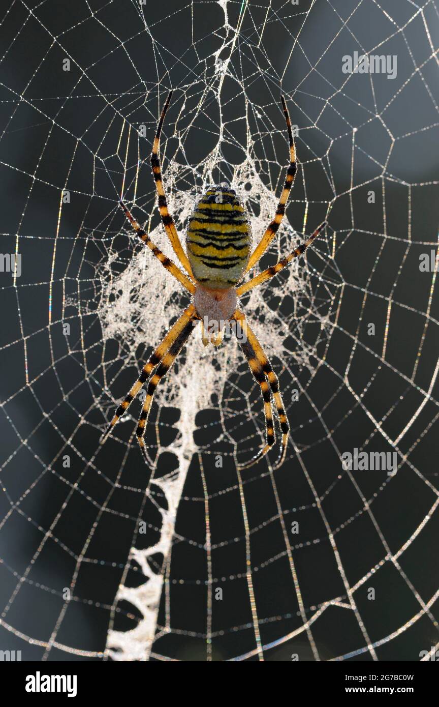 Wasp spider, zebra spider, spider web, August, Eggstaett, Bavaria ...