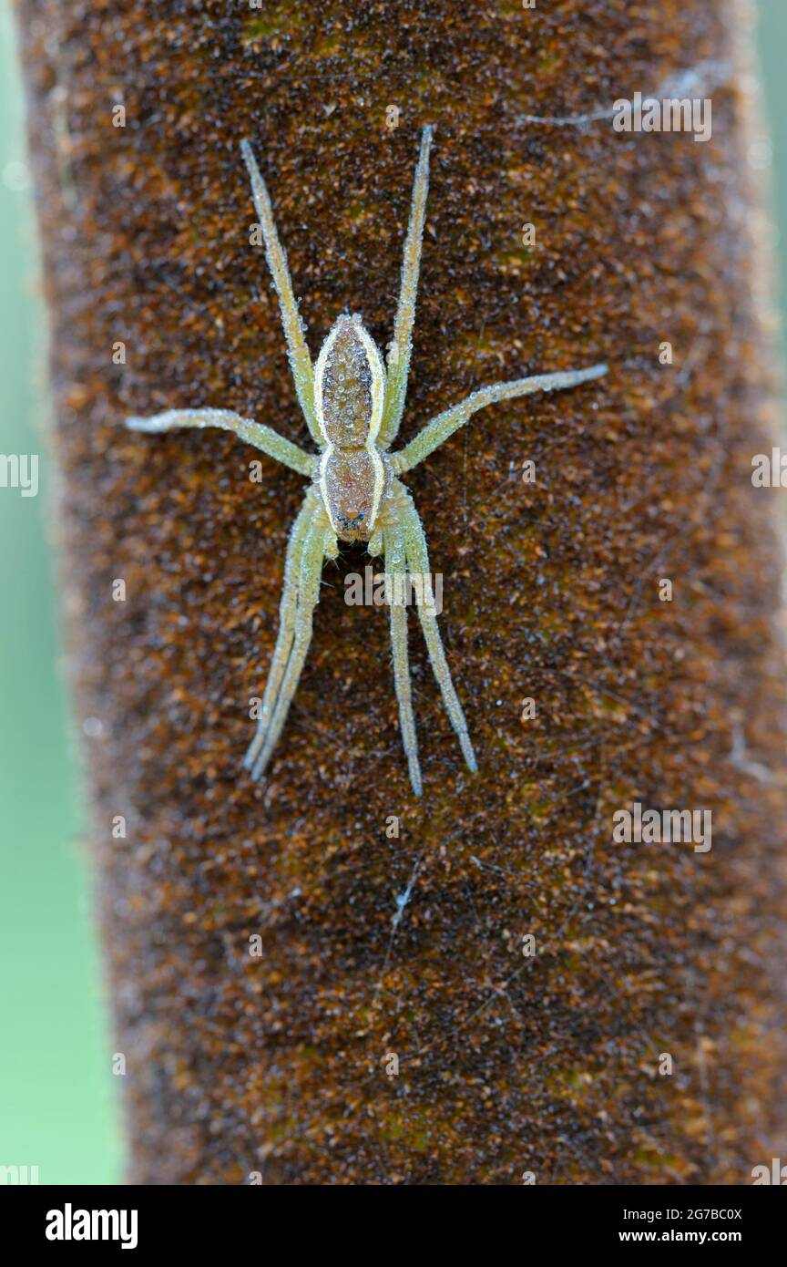 Banded hunting spider, banded list spider, August, Eggstaett, Bavaria ...