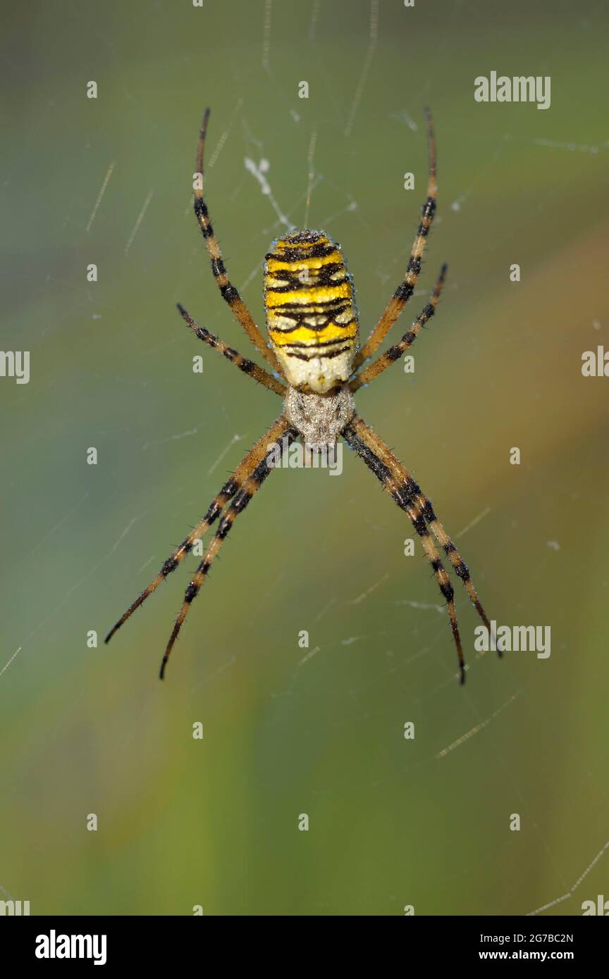 Wasp spider, zebra spider, spider web, August, Eggstaett, Bavaria ...