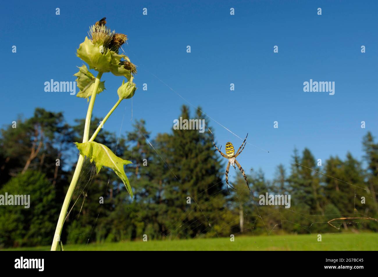Wasp spider, zebra spider, spider web, August, Eggstaett, Bavaria ...