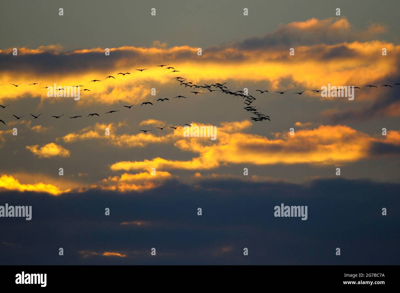 Crane roost park hi-res stock photography and images - Alamy