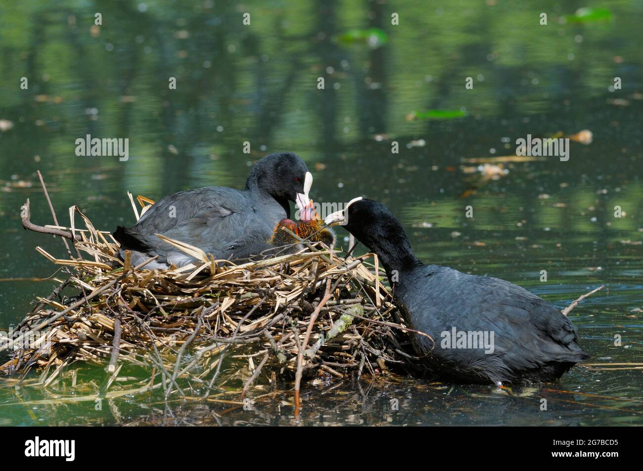 Coot Coots With Young Birds In Nest May Oberhausen North Rhine