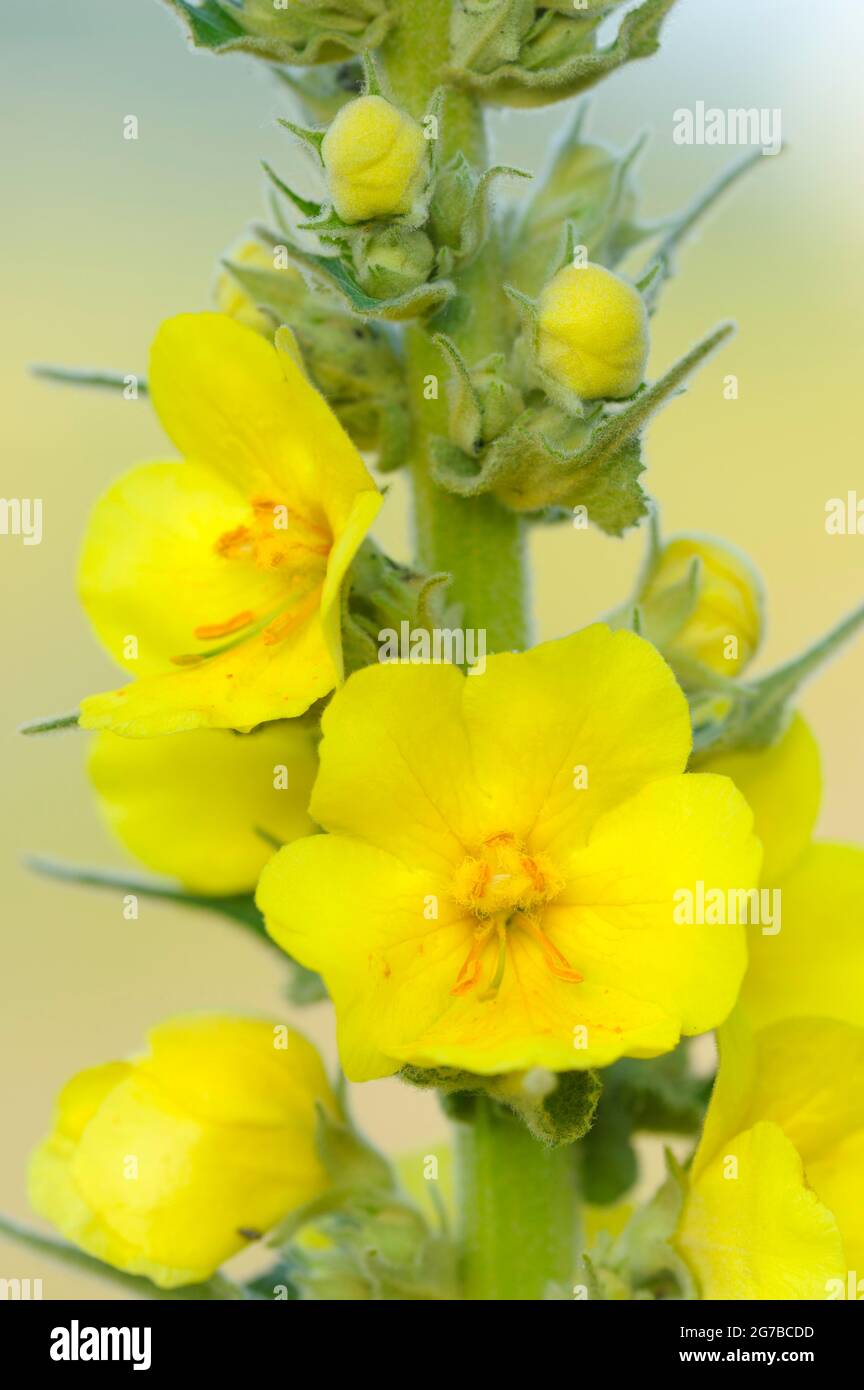 Large-flowered mullein, bloom, morning, June, industrial wasteland ...