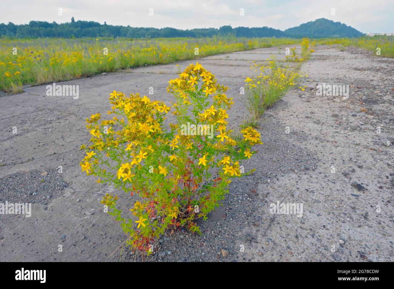 St. John's wort, on concrete ground, old industrial wasteland, July ...
