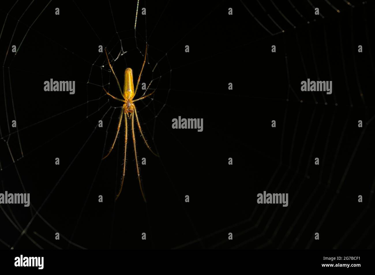 Common streamer spider, in web, July, Issel near Erle, Muensterland ...