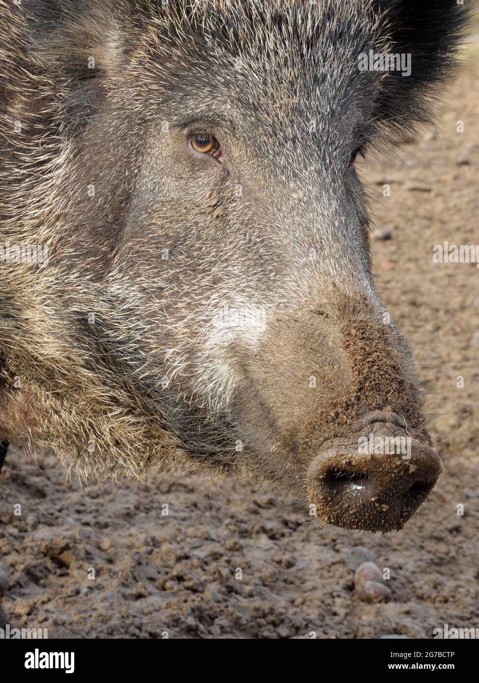 Wild Boar (Sus scrofa Stock Photo - Alamy