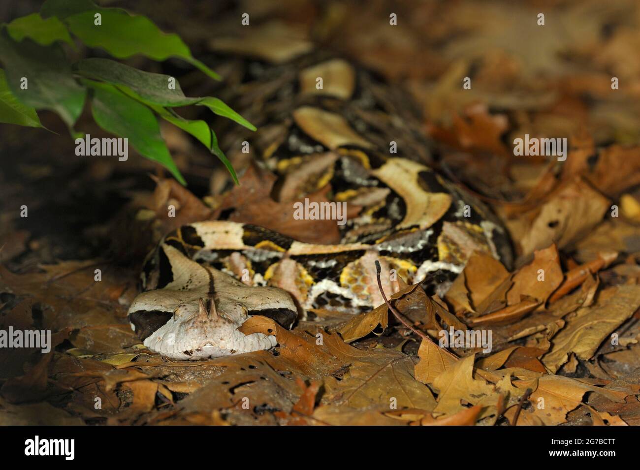 Western West african gaboon viper (Bitis rhinoceros Stock Photo - Alamy