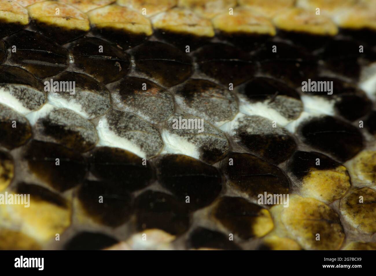 Western West african gaboon viper (Bitis rhinoceros Stock Photo - Alamy