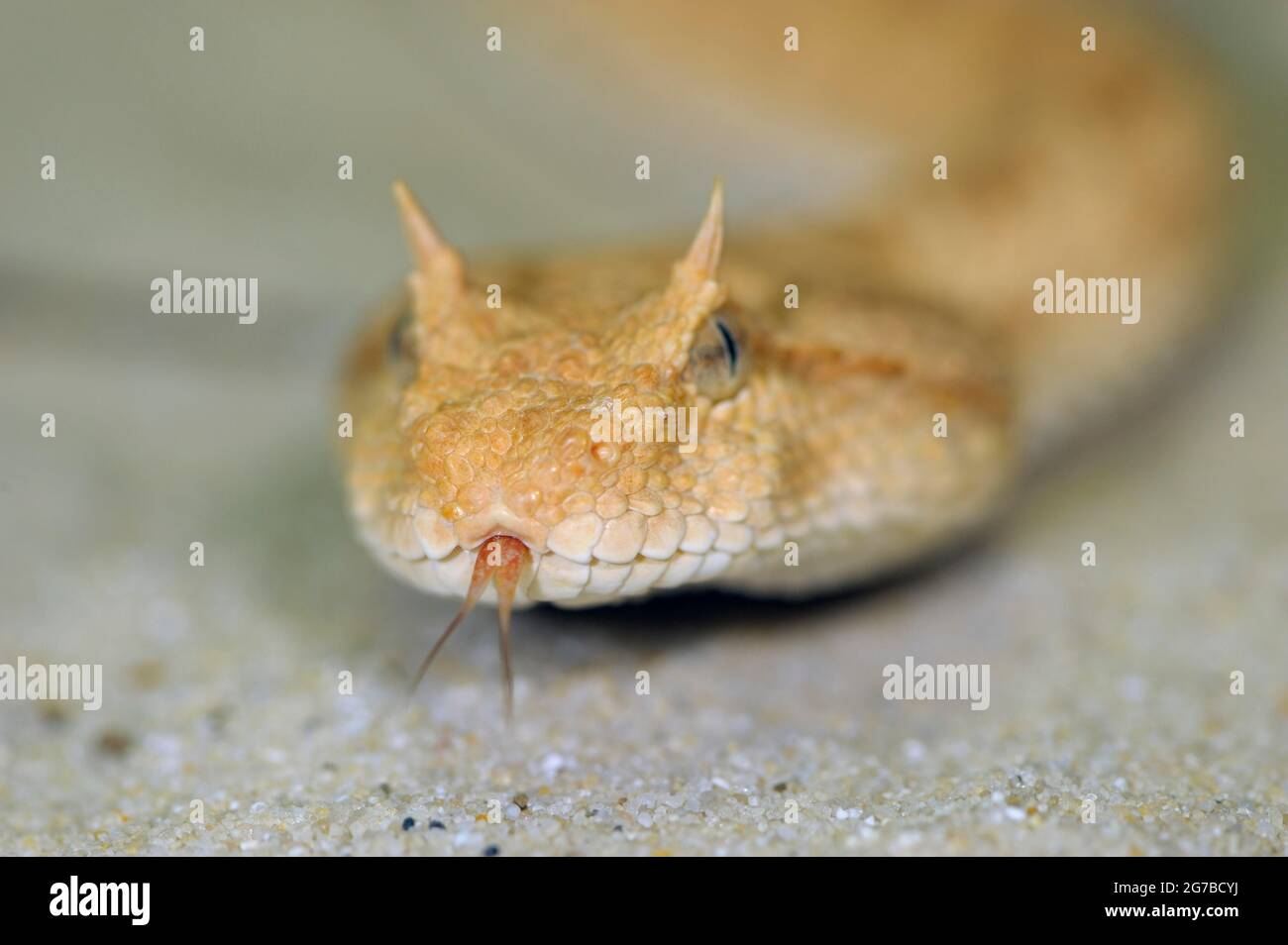Saharan horned viper (Cerastes cerastes Stock Photo - Alamy