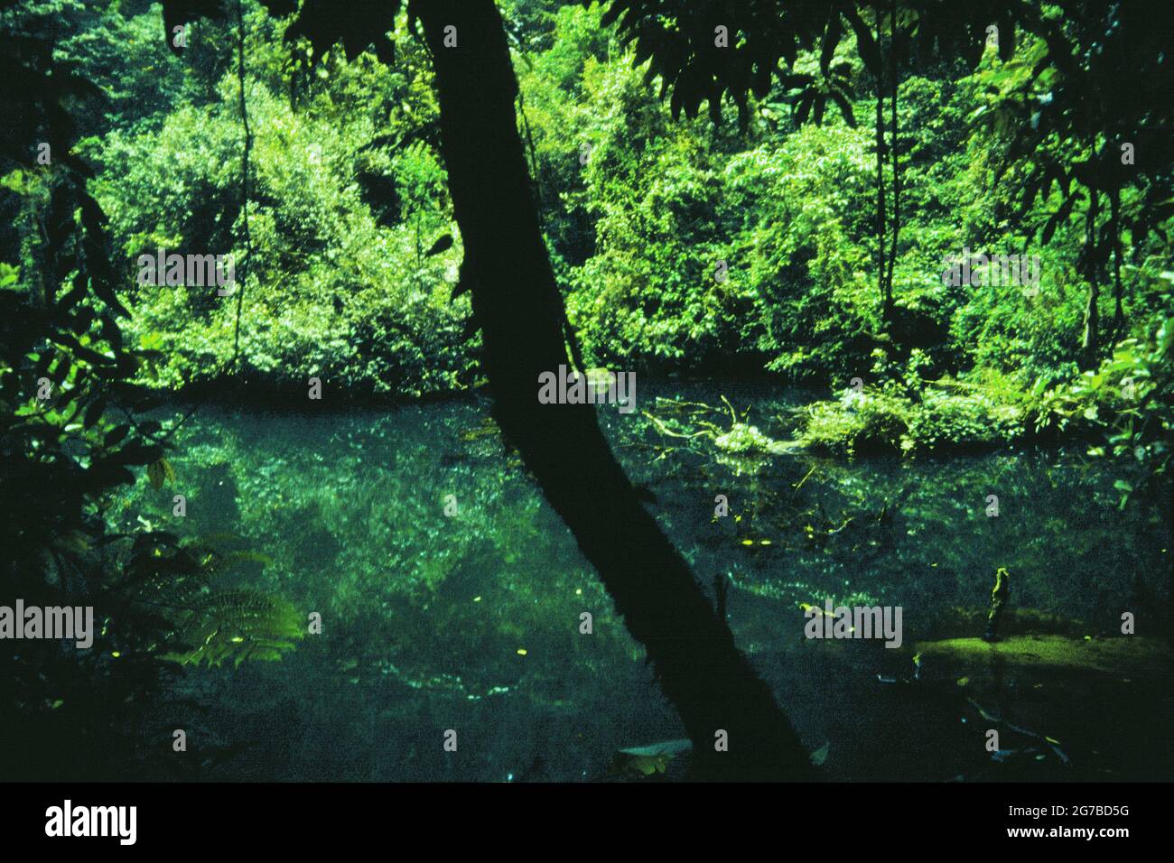 A freshwater pond surrounded by rainforest in Mount Gede Pangrango ...