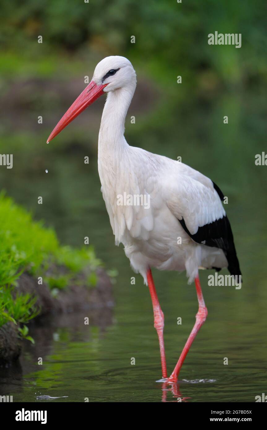 White stork, adult bird in water, foraging, May, captive, North Rhine ...