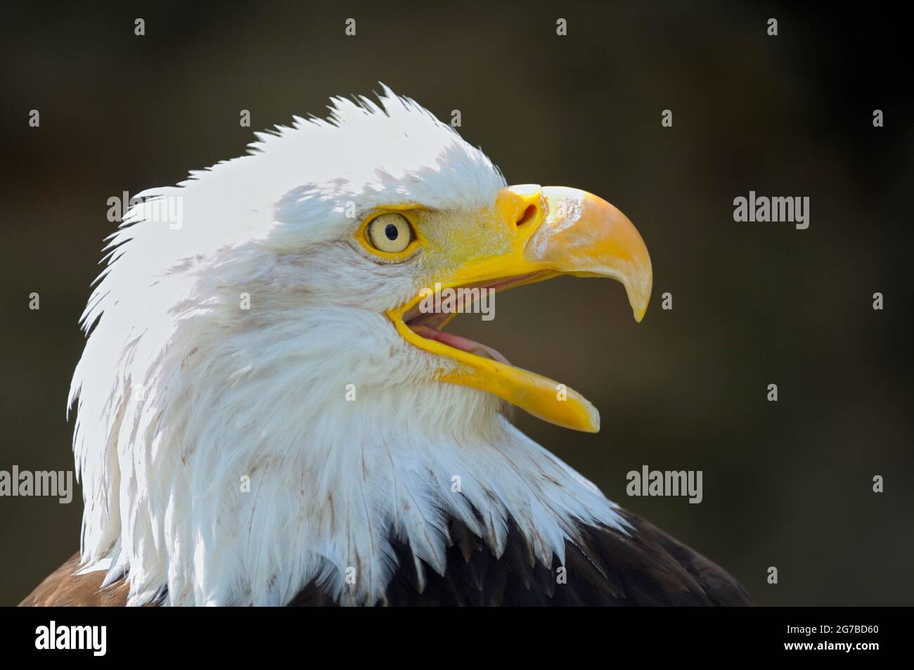 Bird homeland hi-res stock photography and images - Alamy