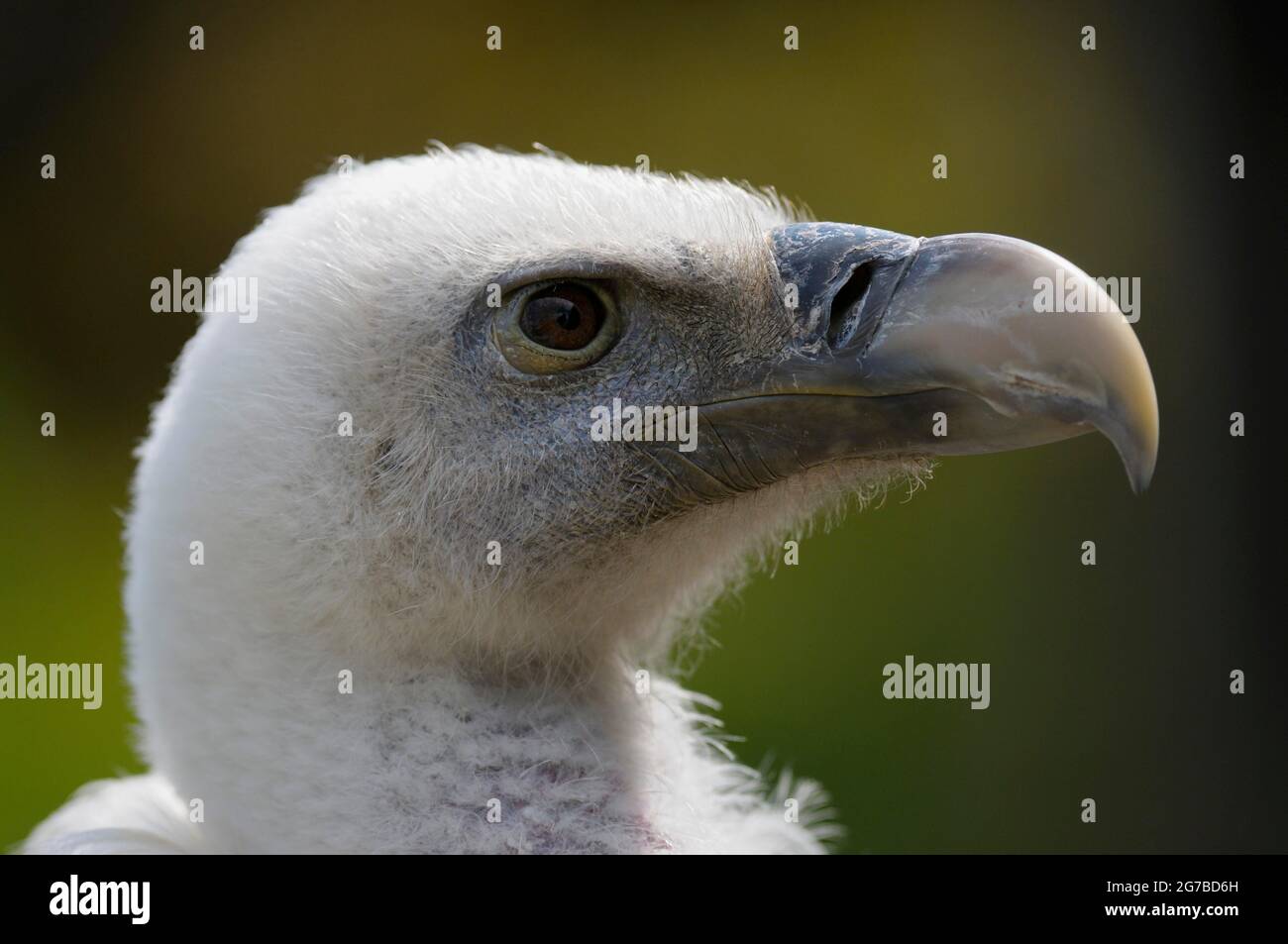 Vulture profile portrait hi-res stock photography and images - Alamy