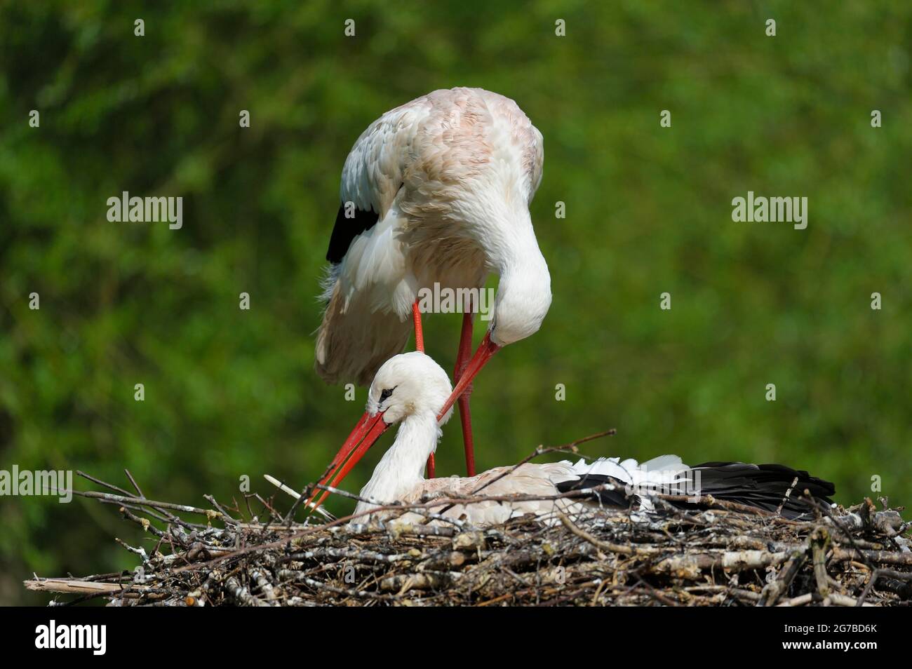 White stork, pair at nest, May, captive, North Rhine-Westphalia ...