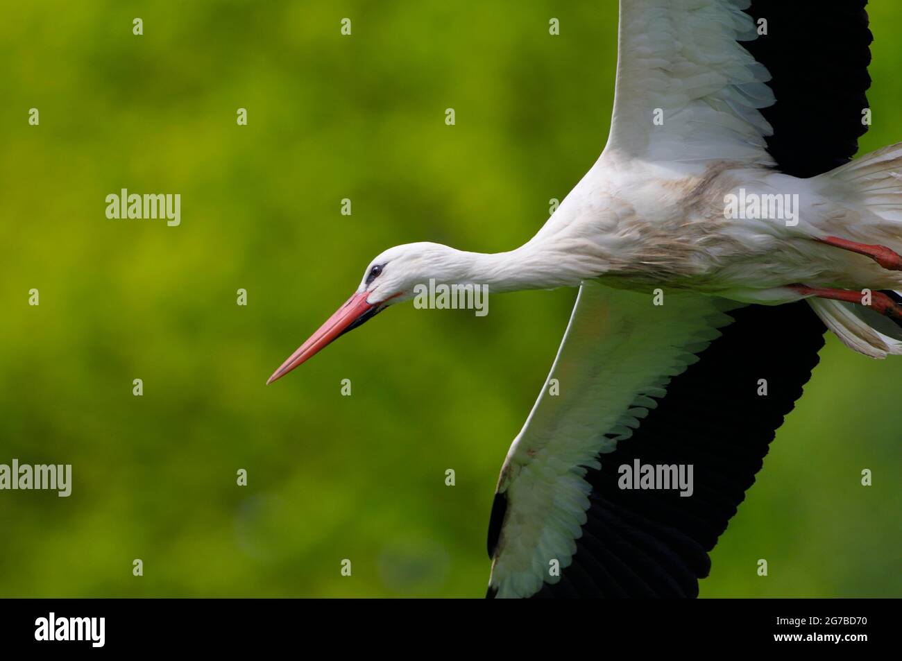 White stork, adult bird in flight, May, Muensterland, North Rhine ...