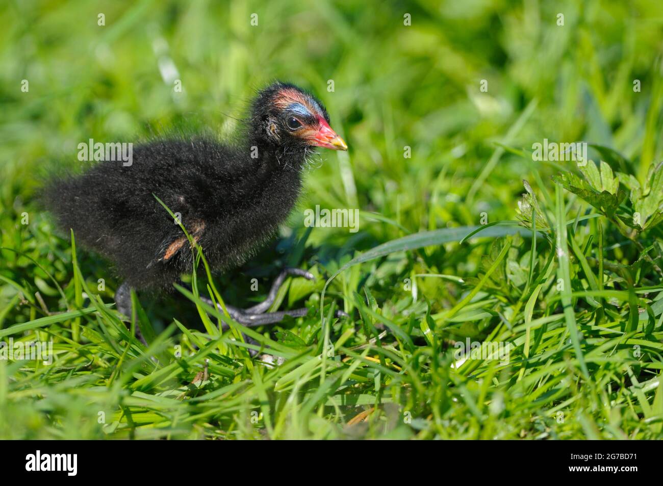 Baby moorhen hi-res stock photography and images - Alamy