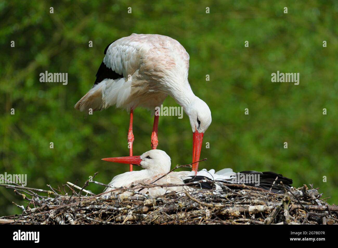 White stork, pair at nest, May, captive, North Rhine-Westphalia ...
