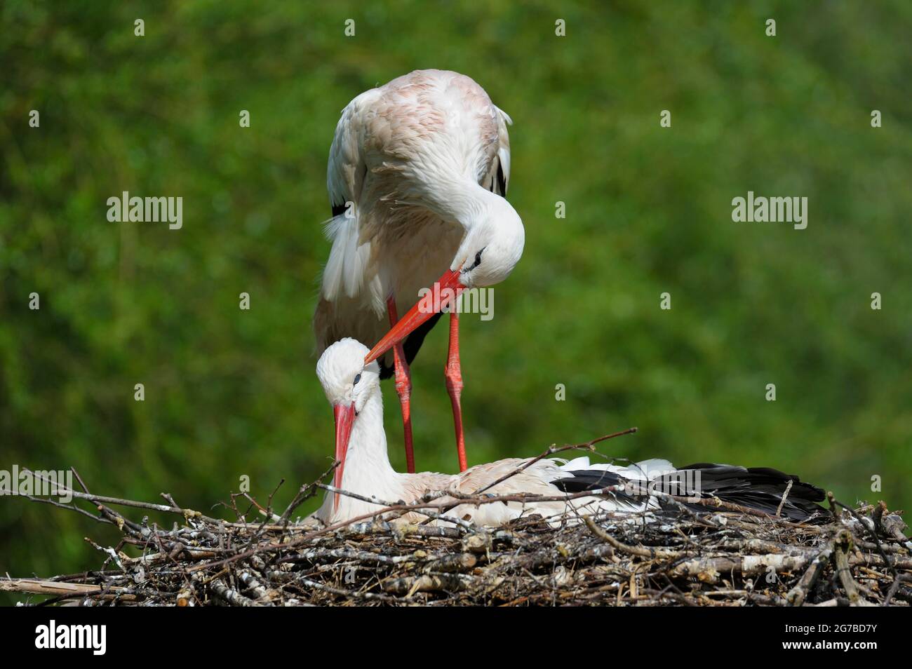 White stork, pair at nest, May, captive, North Rhine-Westphalia ...