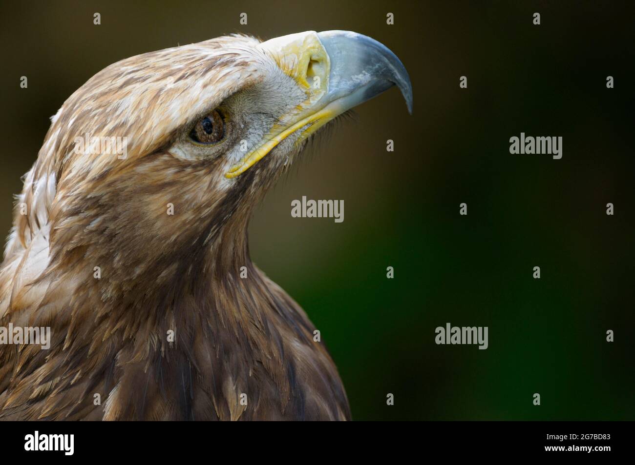Eastern imperial eagle hi-res stock photography and images - Alamy