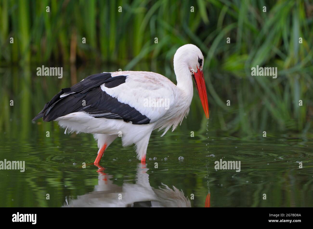 White stork, adult bird in water, foraging, May, captive, North Rhine ...
