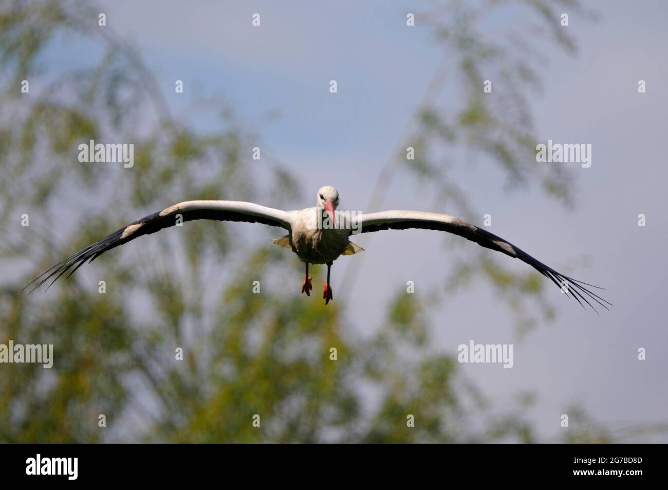 White stork, adult bird in flight, May, Muensterland, North Rhine ...