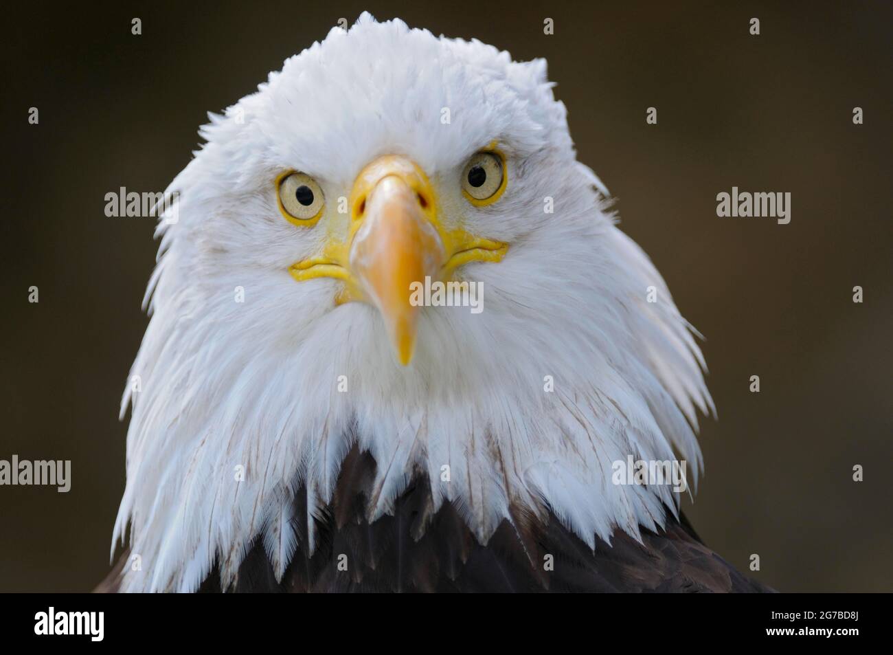 Bird homeland hi-res stock photography and images - Alamy