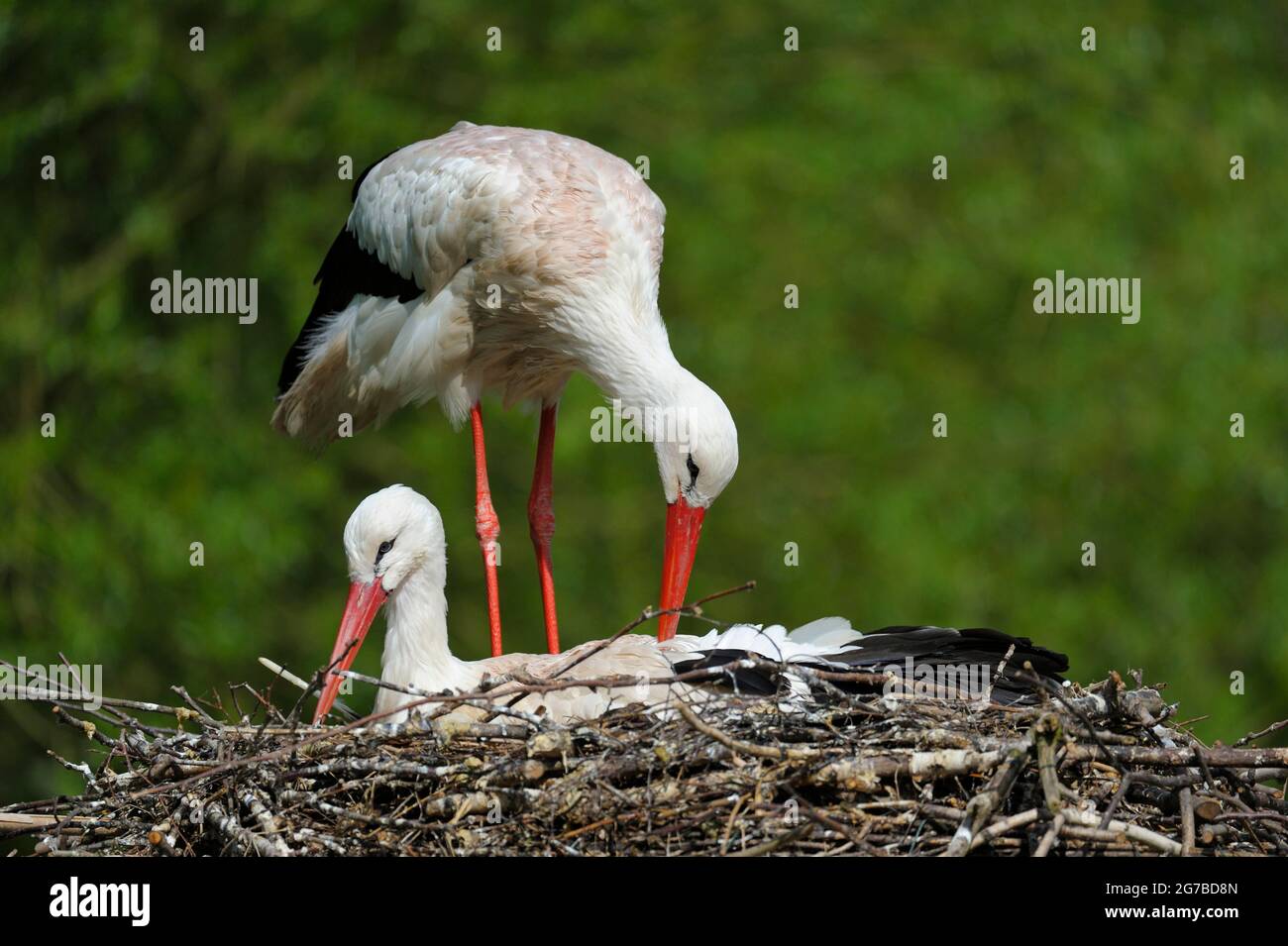 White stork, pair at nest, May, captive, North Rhine-Westphalia ...