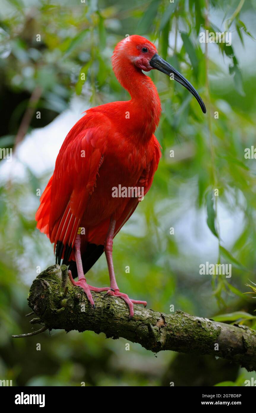 Scarlet ibis hi-res stock photography and images - Alamy