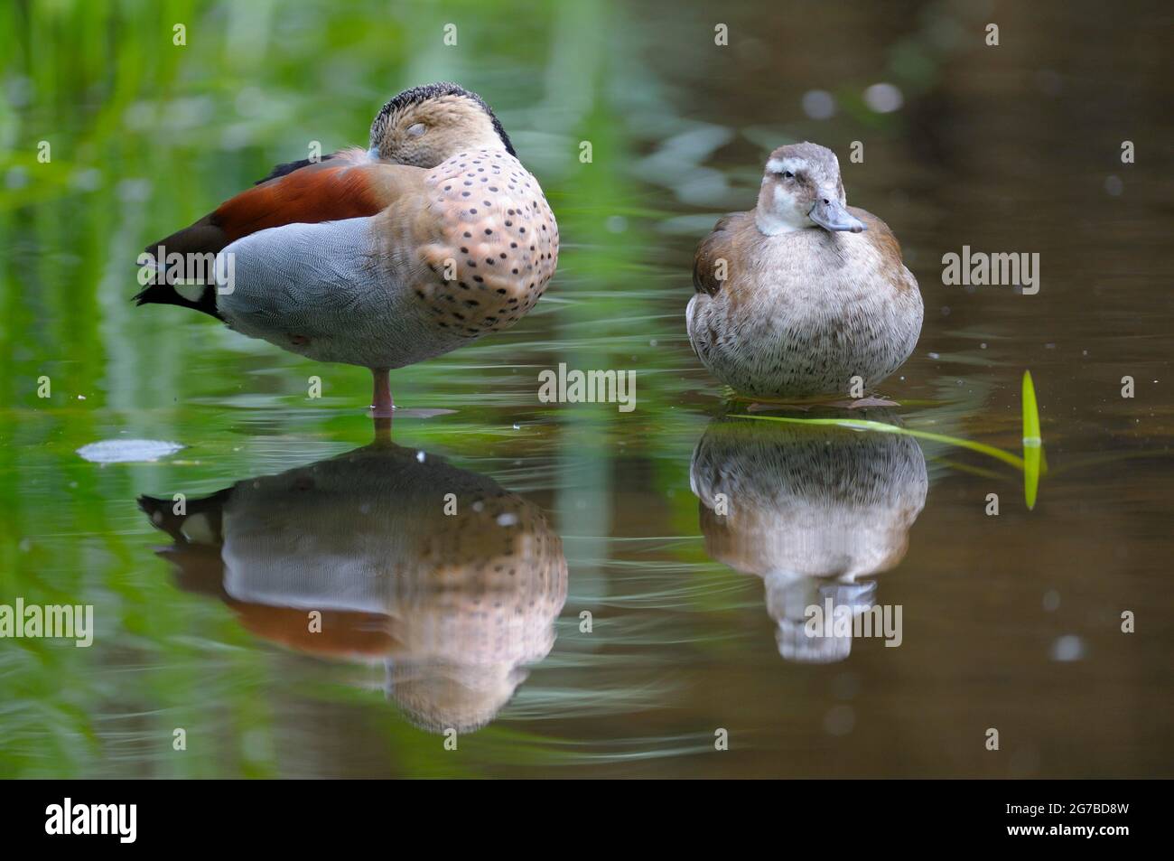 Red-shouldered Duck, pair, May, captive, zoo, North Rhine-Westphalia ...