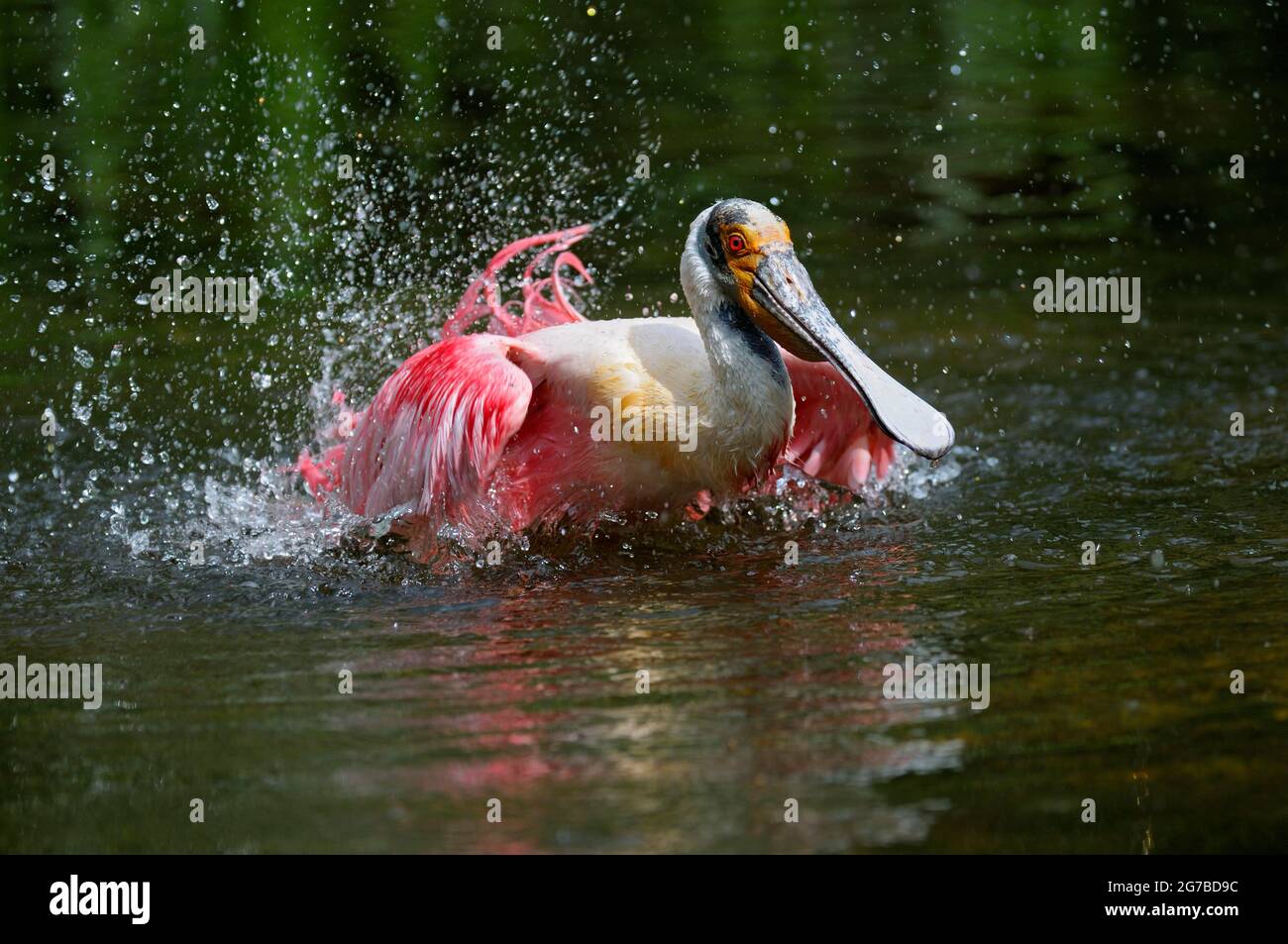 Roseate spoonbill (Ajaia ajaja Stock Photo - Alamy