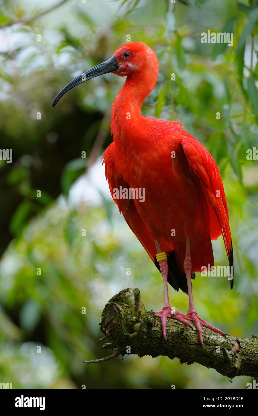 American ibis hi-res stock photography and images - Alamy