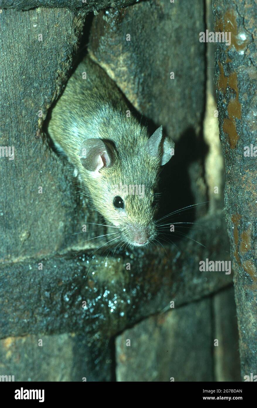 House mouse (Mus musculus) looking out of the mouse hole of a barrel ...