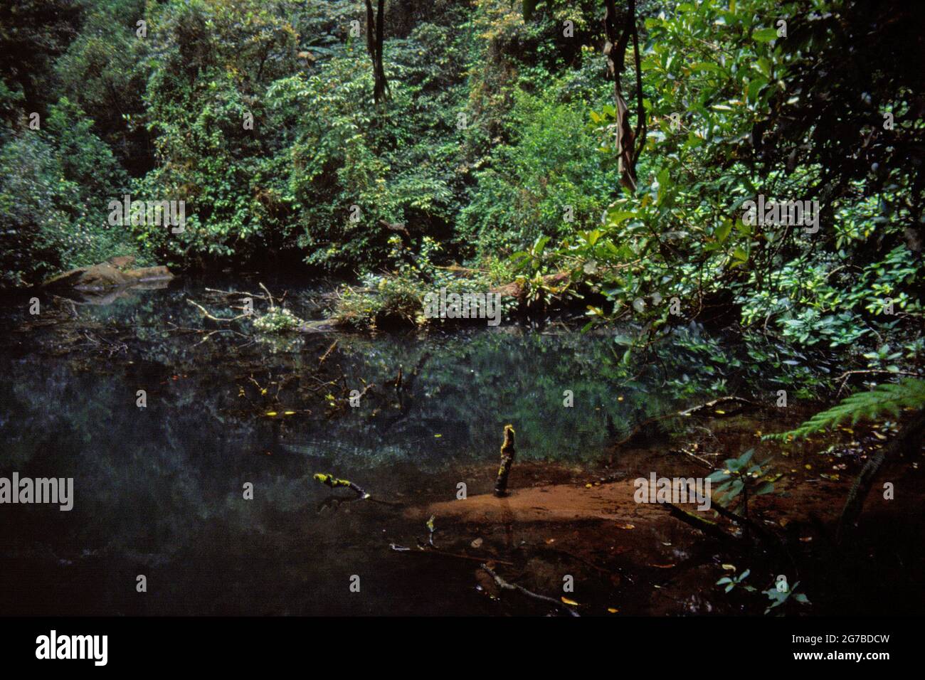 A freshwater pond surrounded by rainforest in Mount Gede Pangrango ...