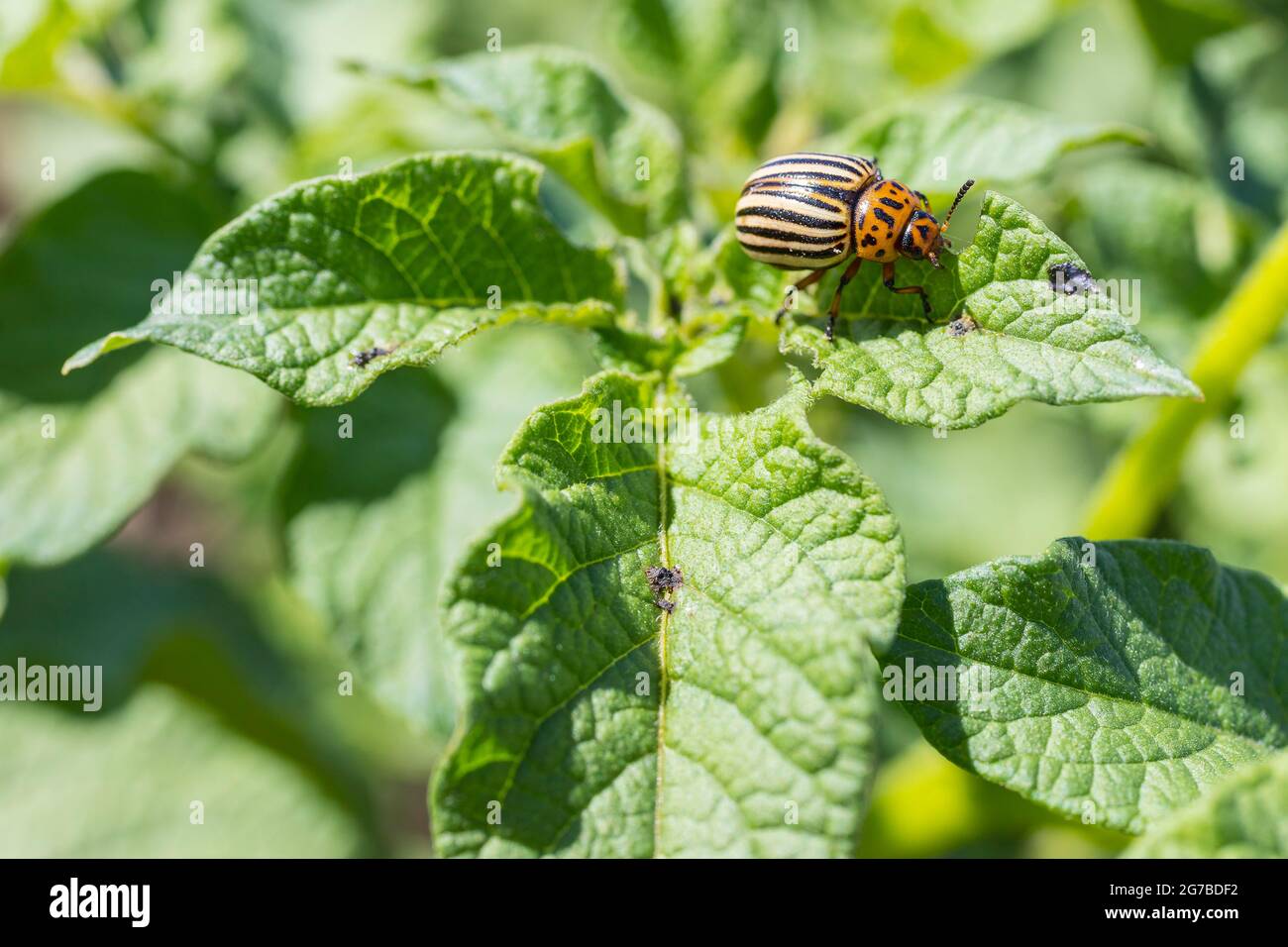 Pest infestation hi-res stock photography and images - Alamy