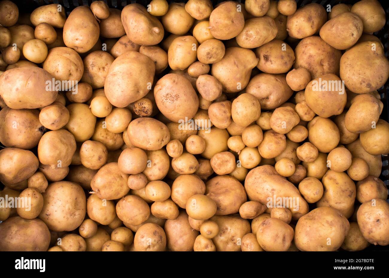 Raw potatoes different sizes hi-res stock photography and images - Alamy