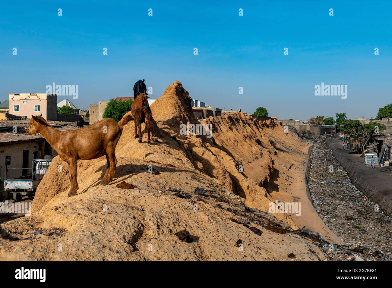 Goats on the old sandstone wall, Kano, Kano state, Nigeria Stock Photo ...