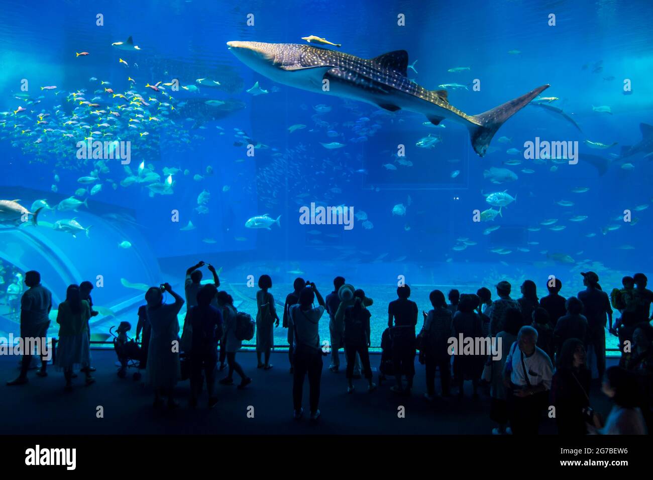 Whaleshark in the Churaumi Aquarium, Ocean Expo Park, Okinawa, Japan ...