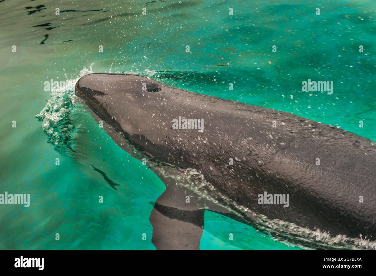 Short-finned Pilotwhale (Globicephala macrorhynchus), Ocean Expo Park ...
