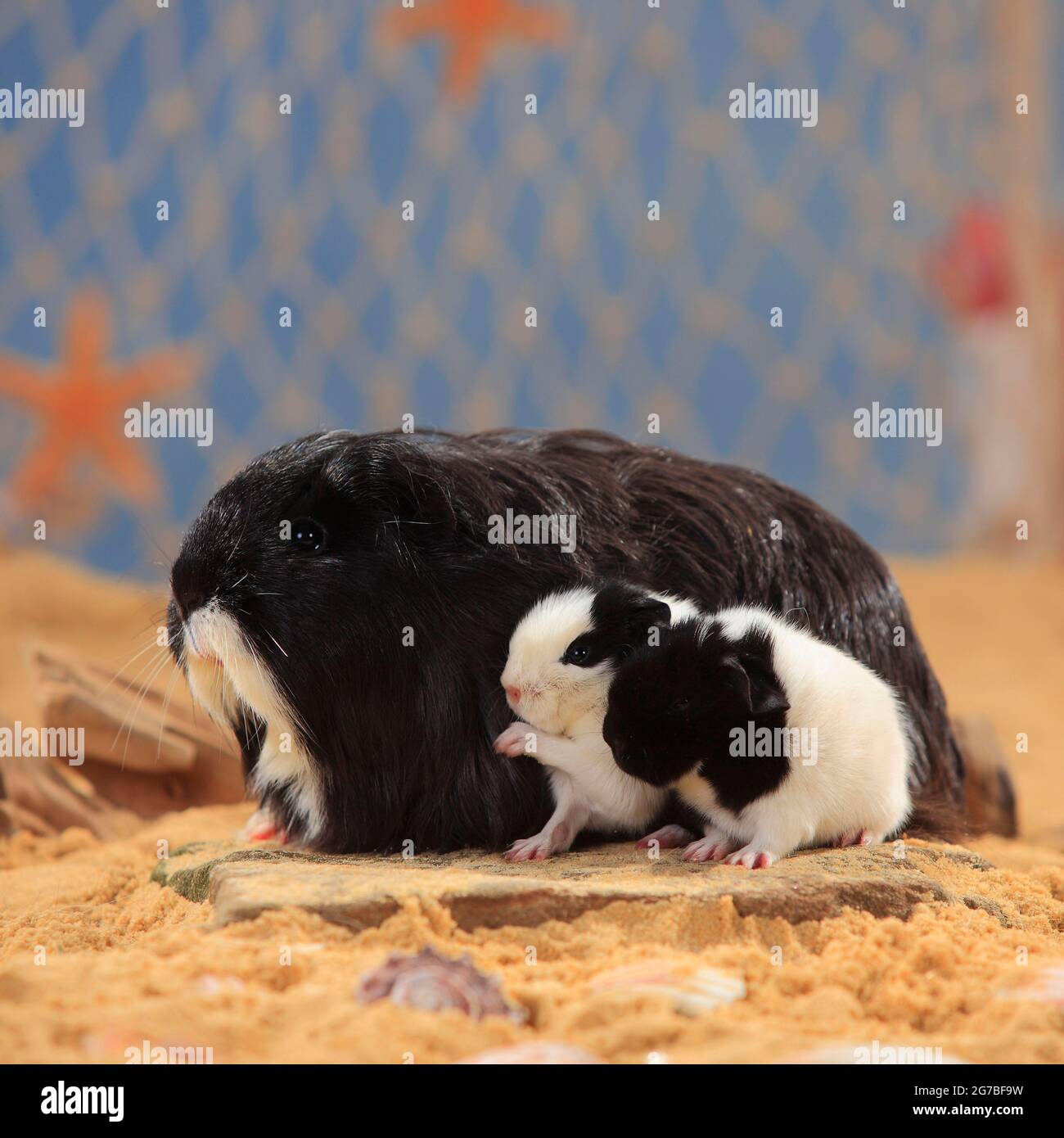 Sheltie guinea pig, black and white and kittens, Peruvian silkie Stock ...