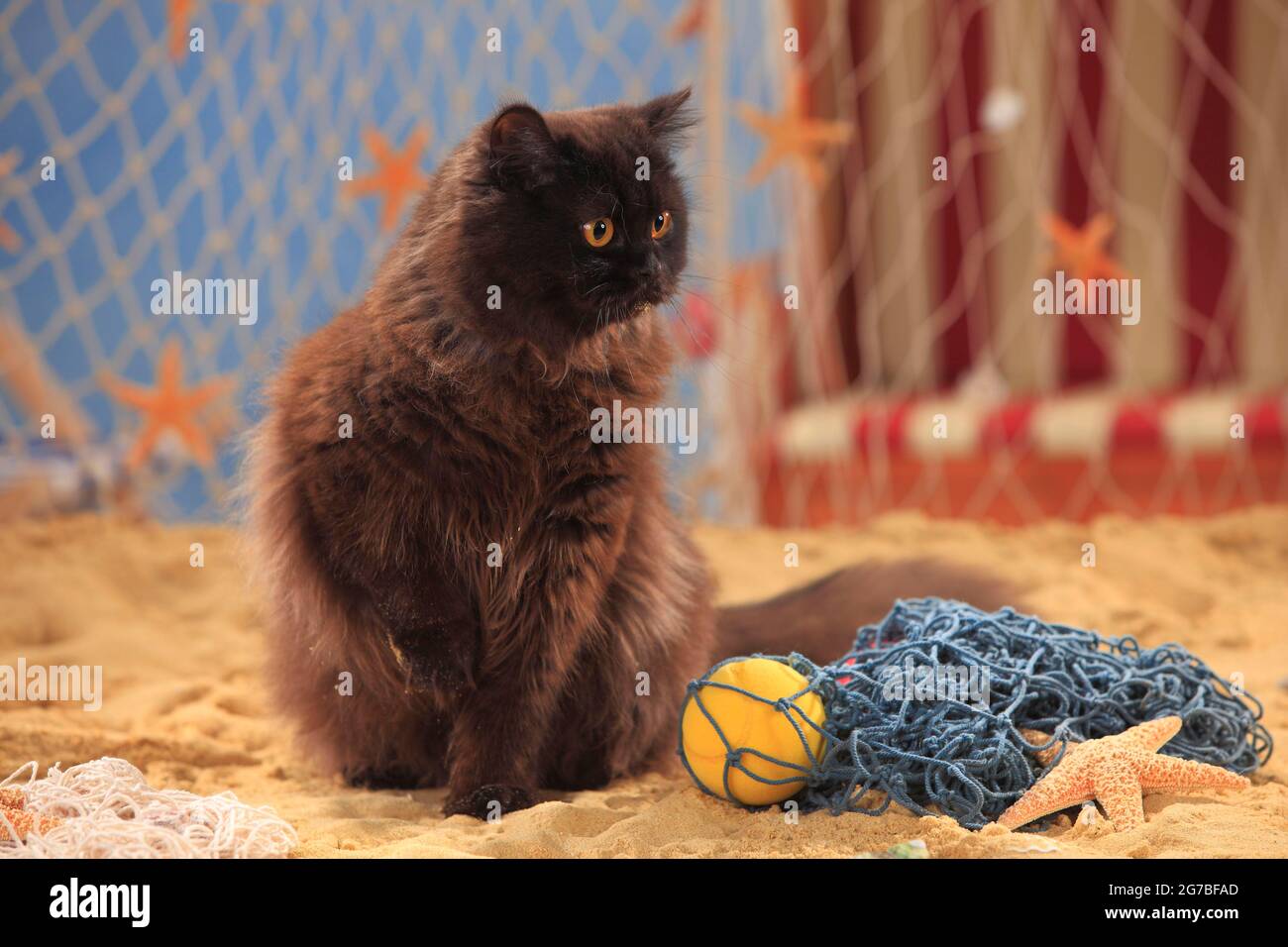 Black highlander hi-res stock photography and images - Alamy