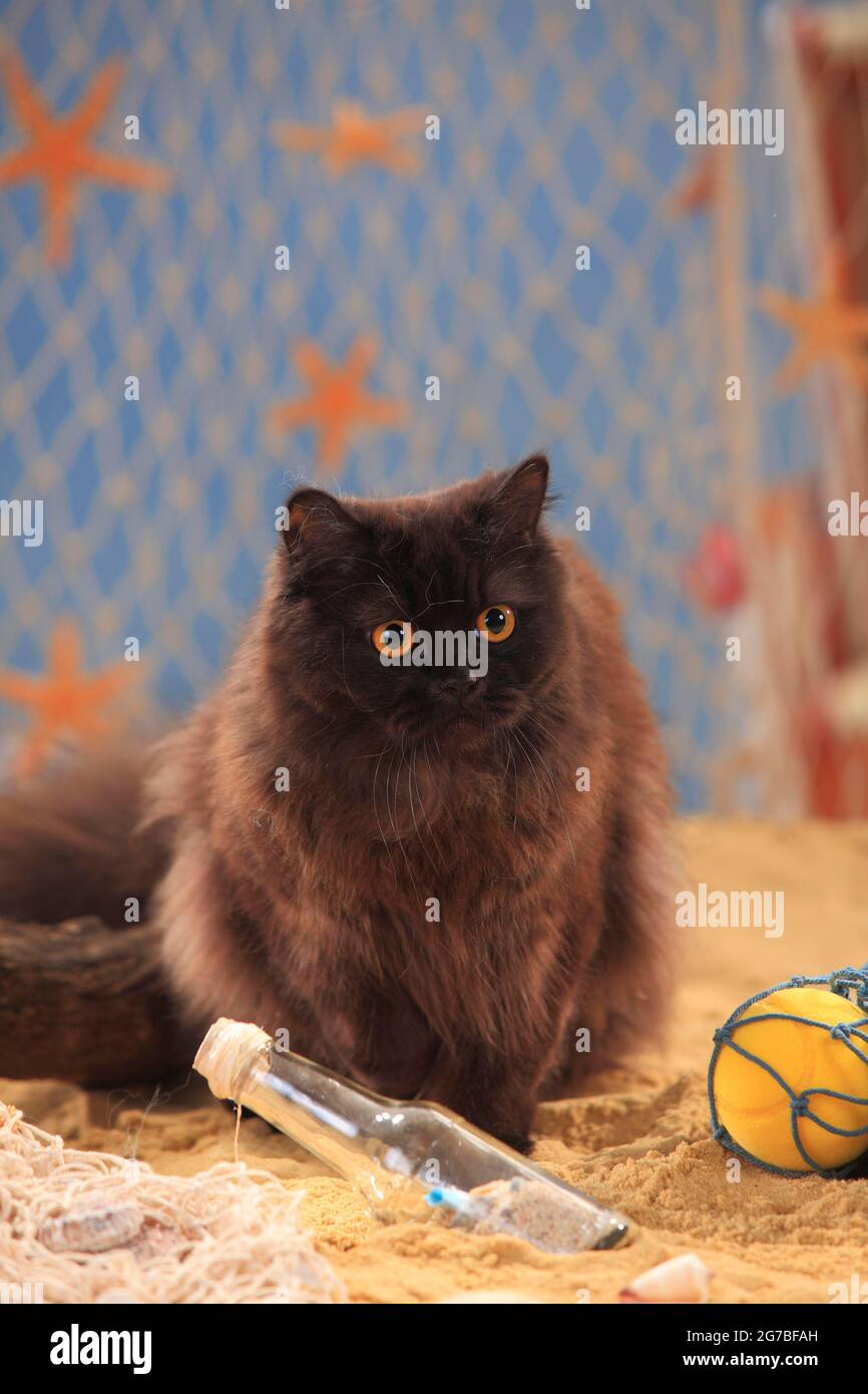 Black highlander hi-res stock photography and images - Alamy